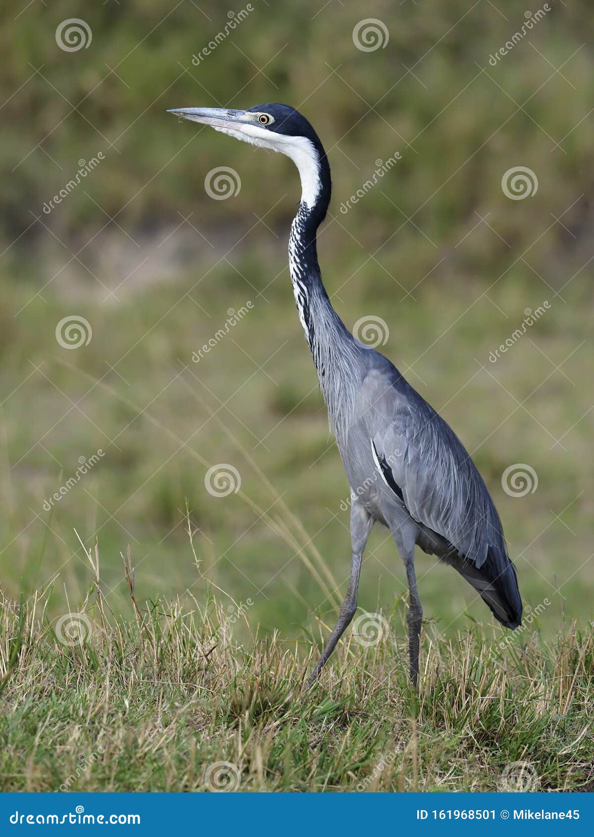 Black-headed Heron, Ardea Melanocephala Stock Image - Image of africa ...