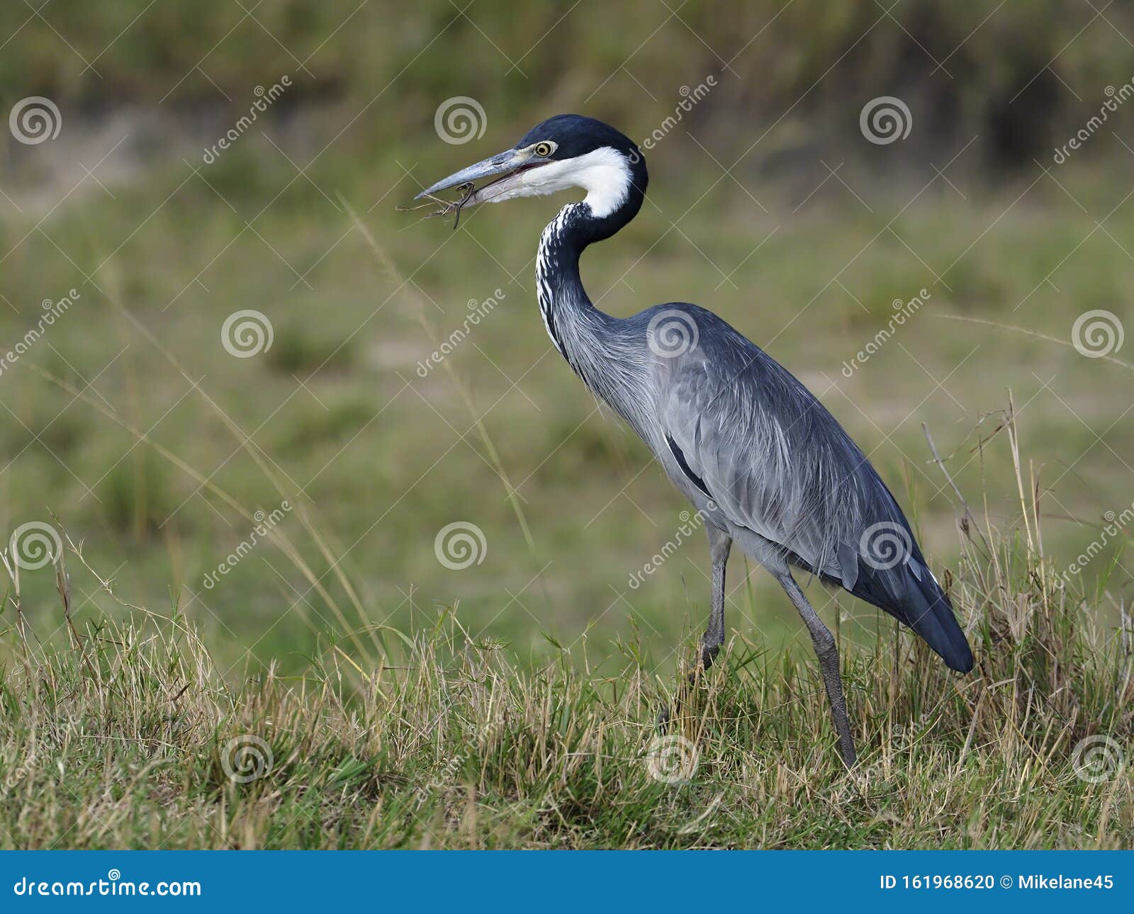 Black-headed Heron, Ardea Melanocephala Stock Photo - Image of black ...