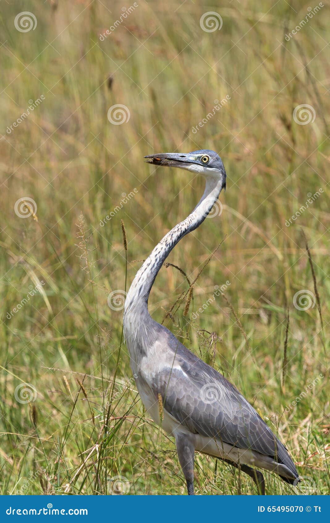 Black-headed heron stock photo. Image of captured, nature - 65495070