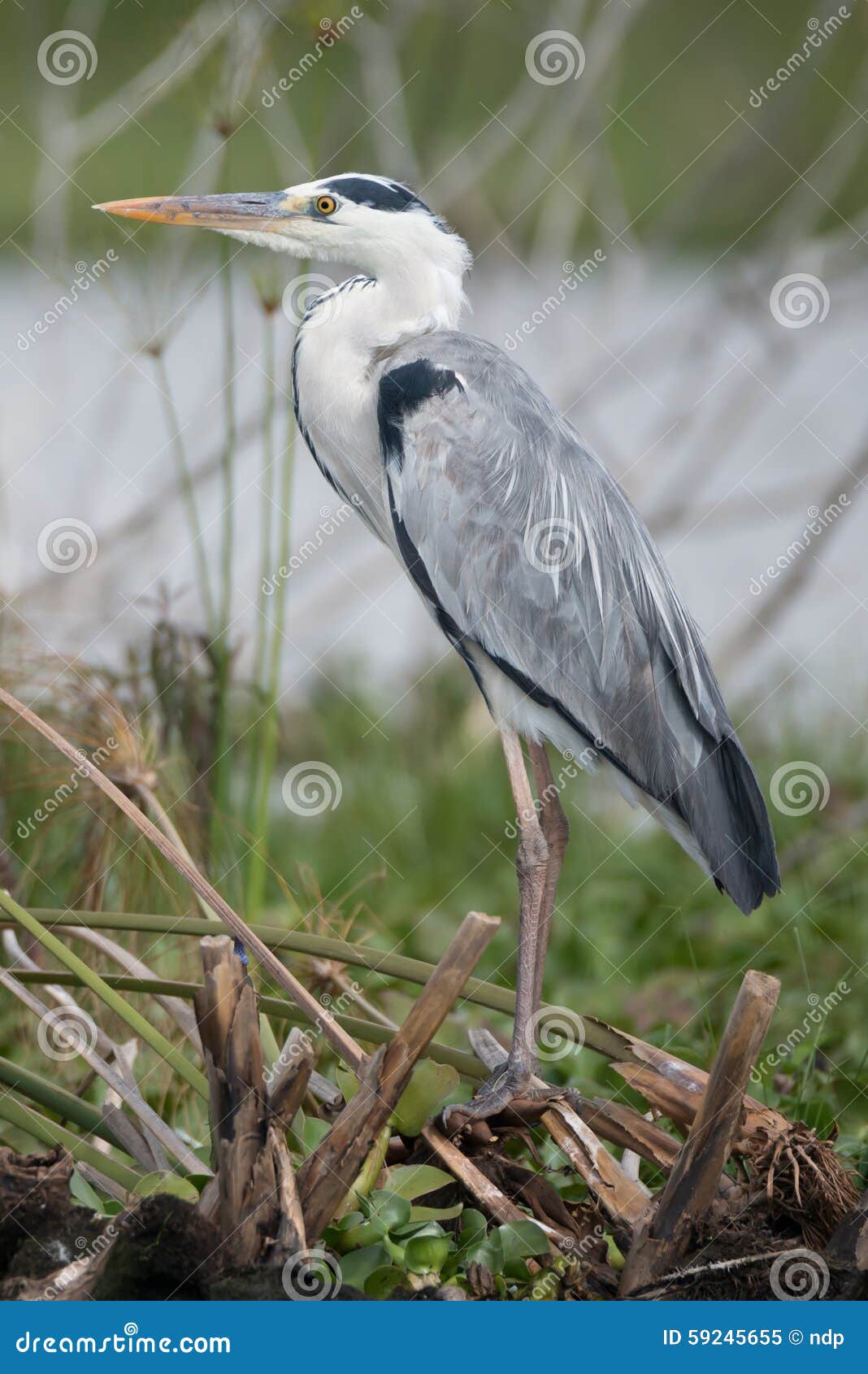 Black-headed Heron Perched on Branches beside Lake Stock Image - Image ...