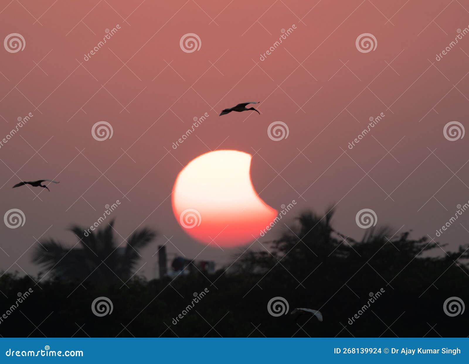 Black-headed Ibis Flying during Solar Eclipse at Uppalapadu Bird ...