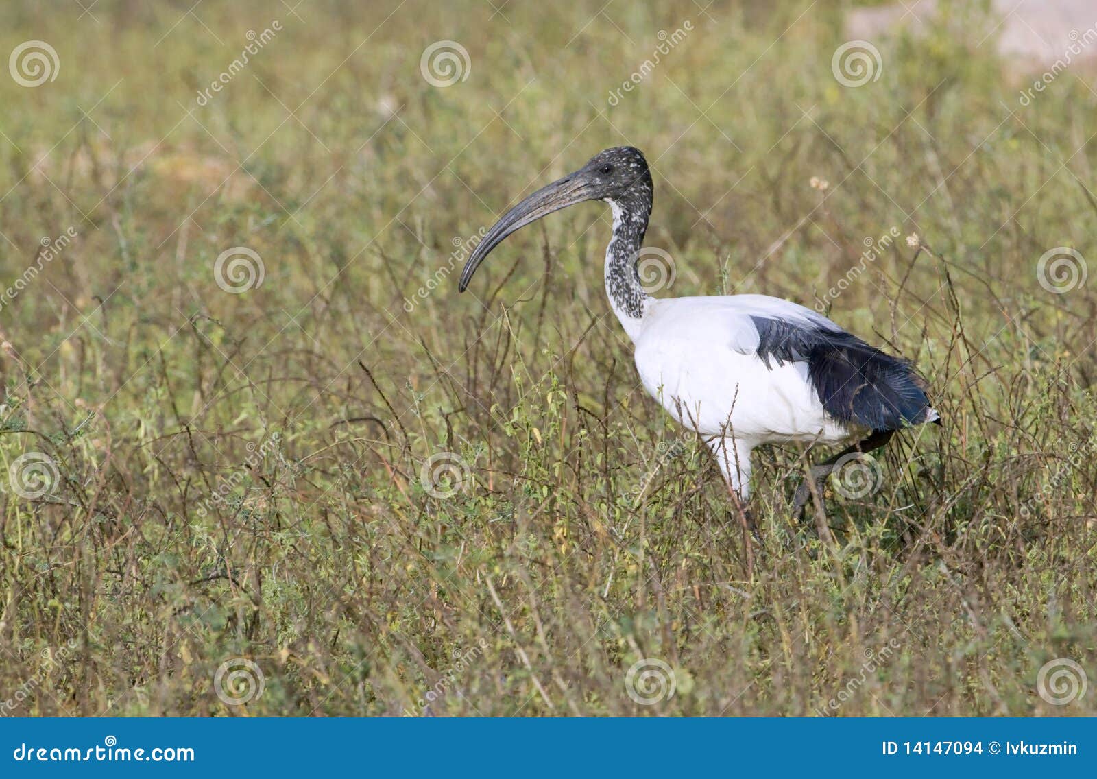 Black-headed Ibis (Threskiornis Melanocephalus). Stock Photo - Image of ...