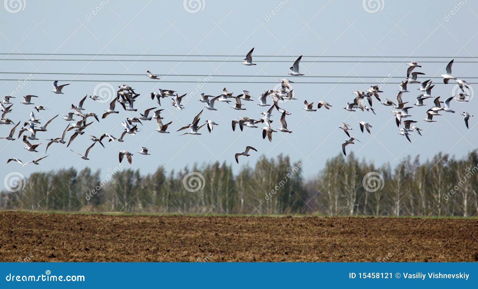 Black-headed, Larus Ridibundus Stock Image - Image of glebe, larus ...