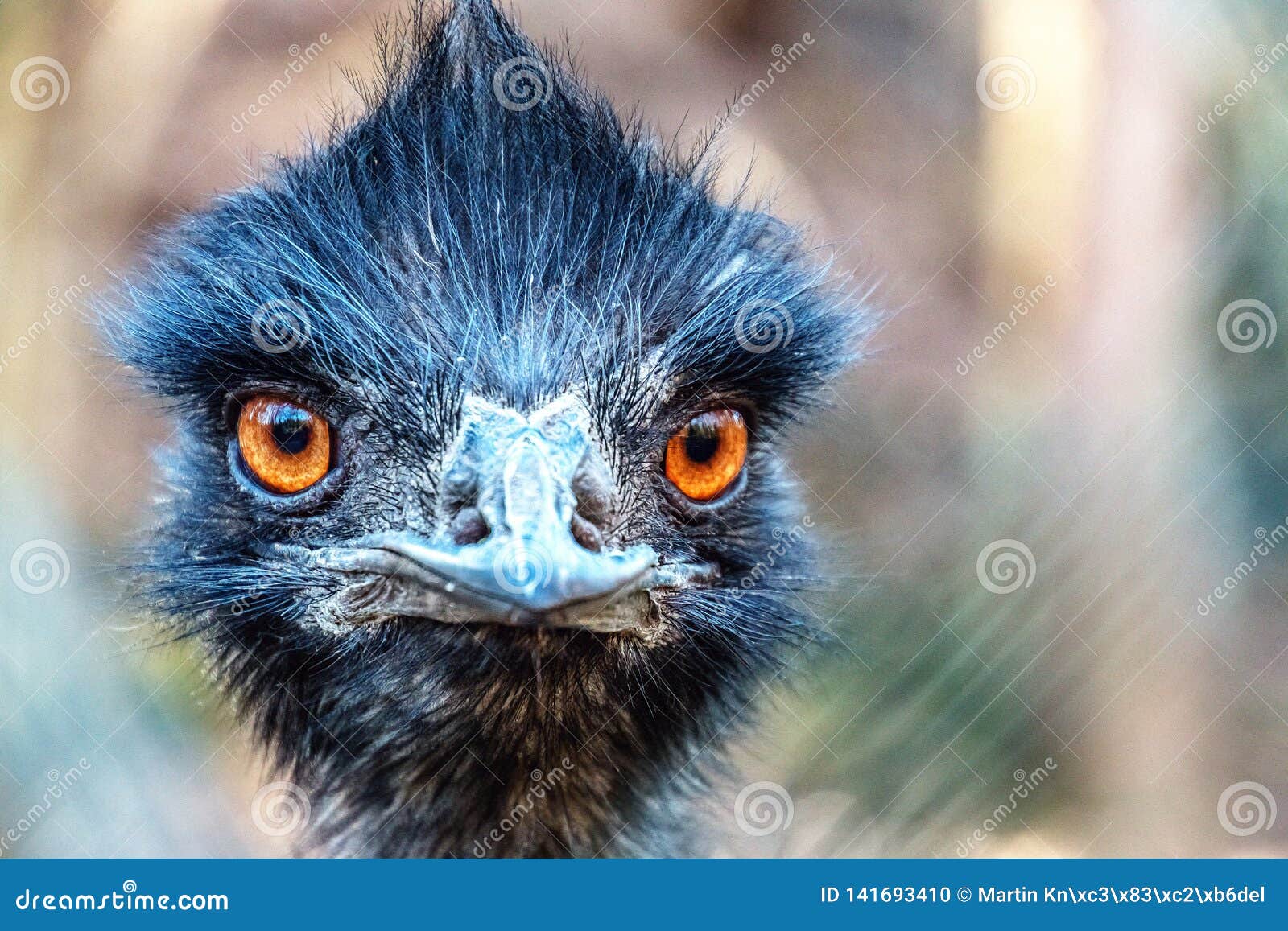 Black Headed Ostrich Staring, Closeup Stock Photo - Image of stare ...