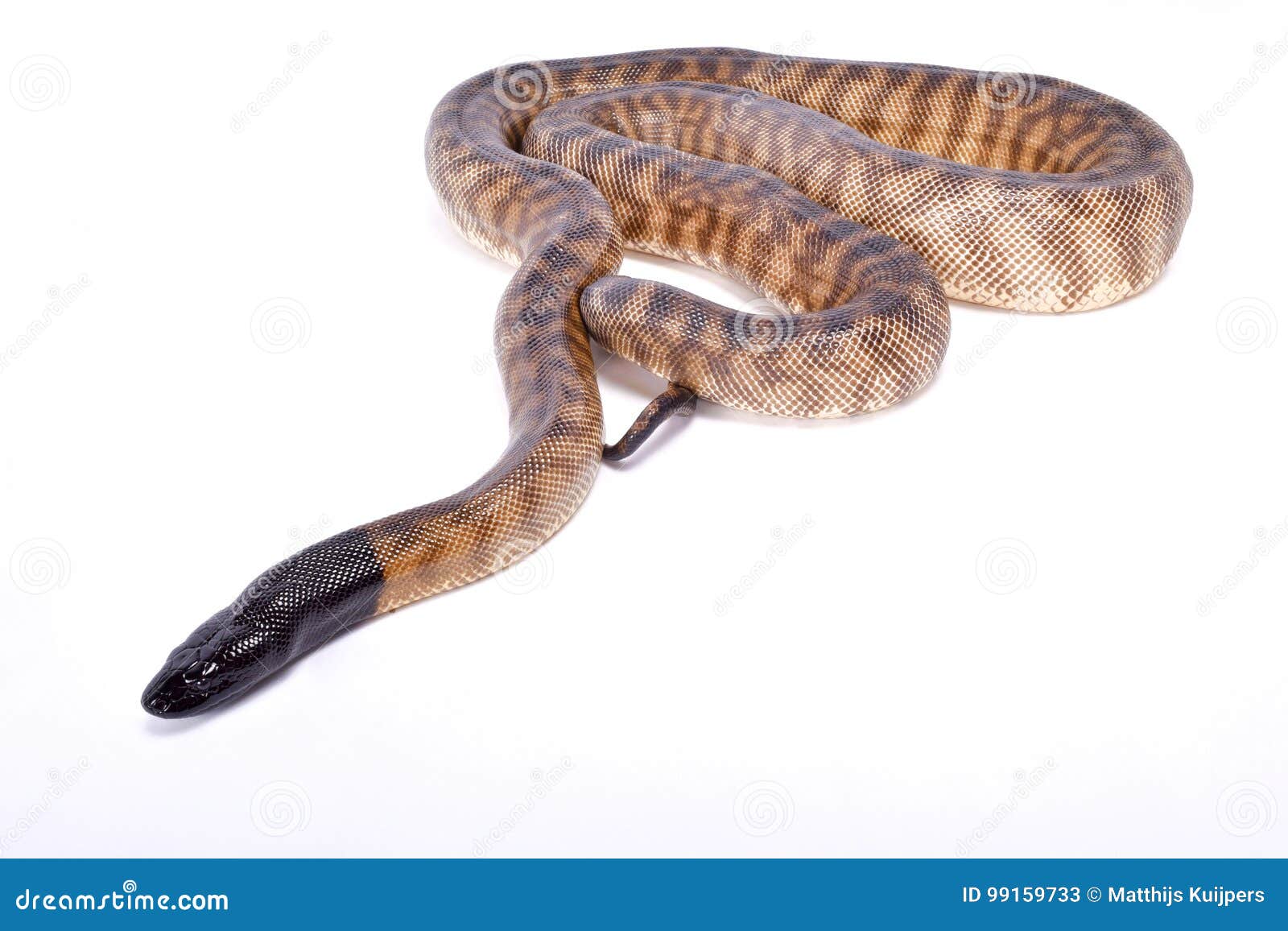 Black-headed Python, Aspidites Melanocephalus Stock Image - Image of ...