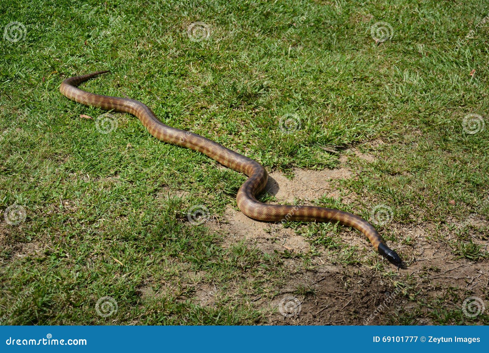Black-headed Python (Aspidites Melanocephalus) Stock Image - Image of ...