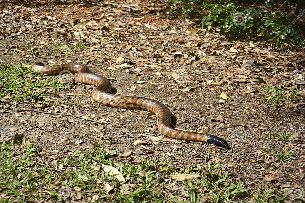 Black-headed Python (Aspidites Melanocephalus) in Australia Stock Image ...