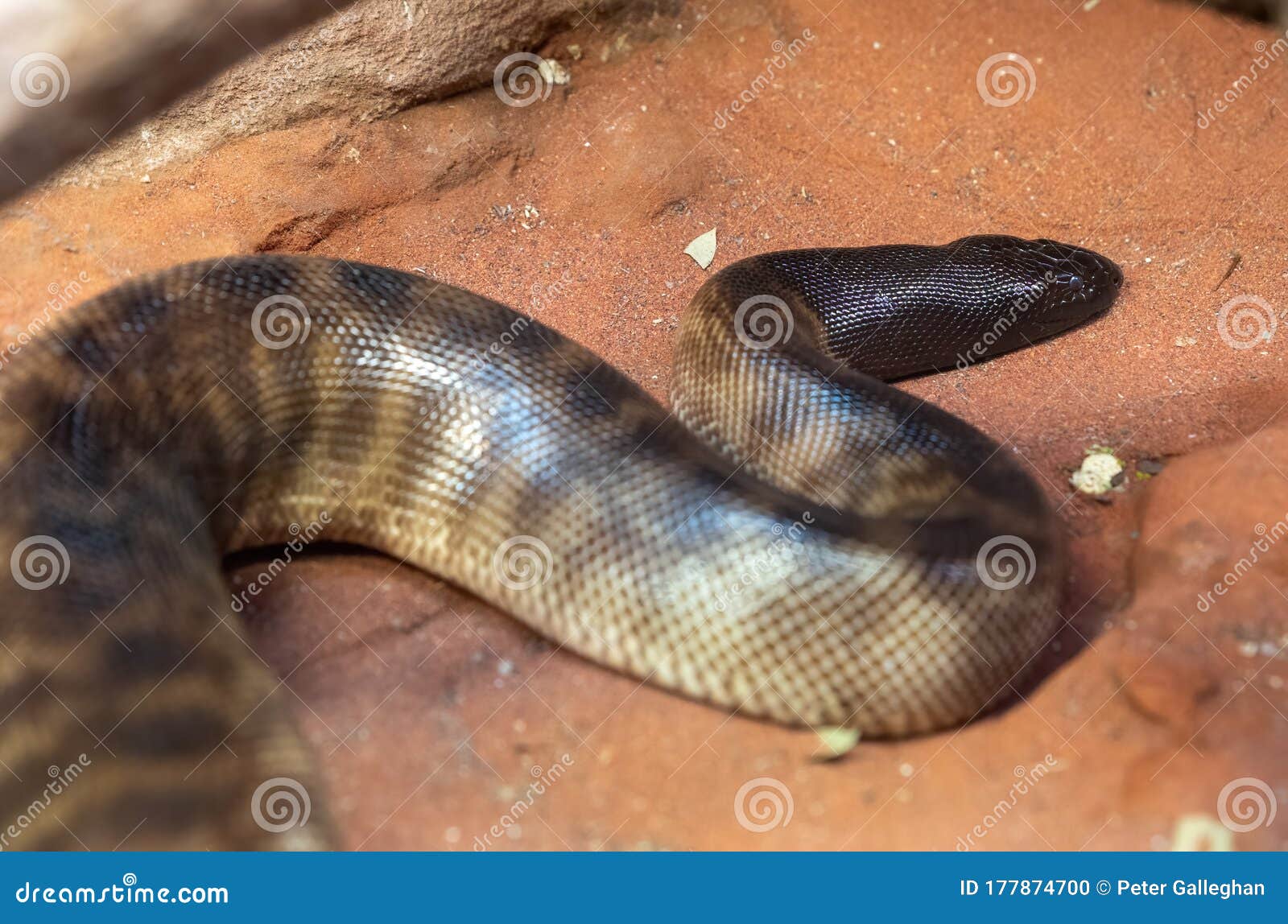 Black-headed Python Aspidites Melanocephalus Resting Under the Hot Sun ... Black-headed Python Aspidites Melanocephalus Resting Under the Hot Sun ...