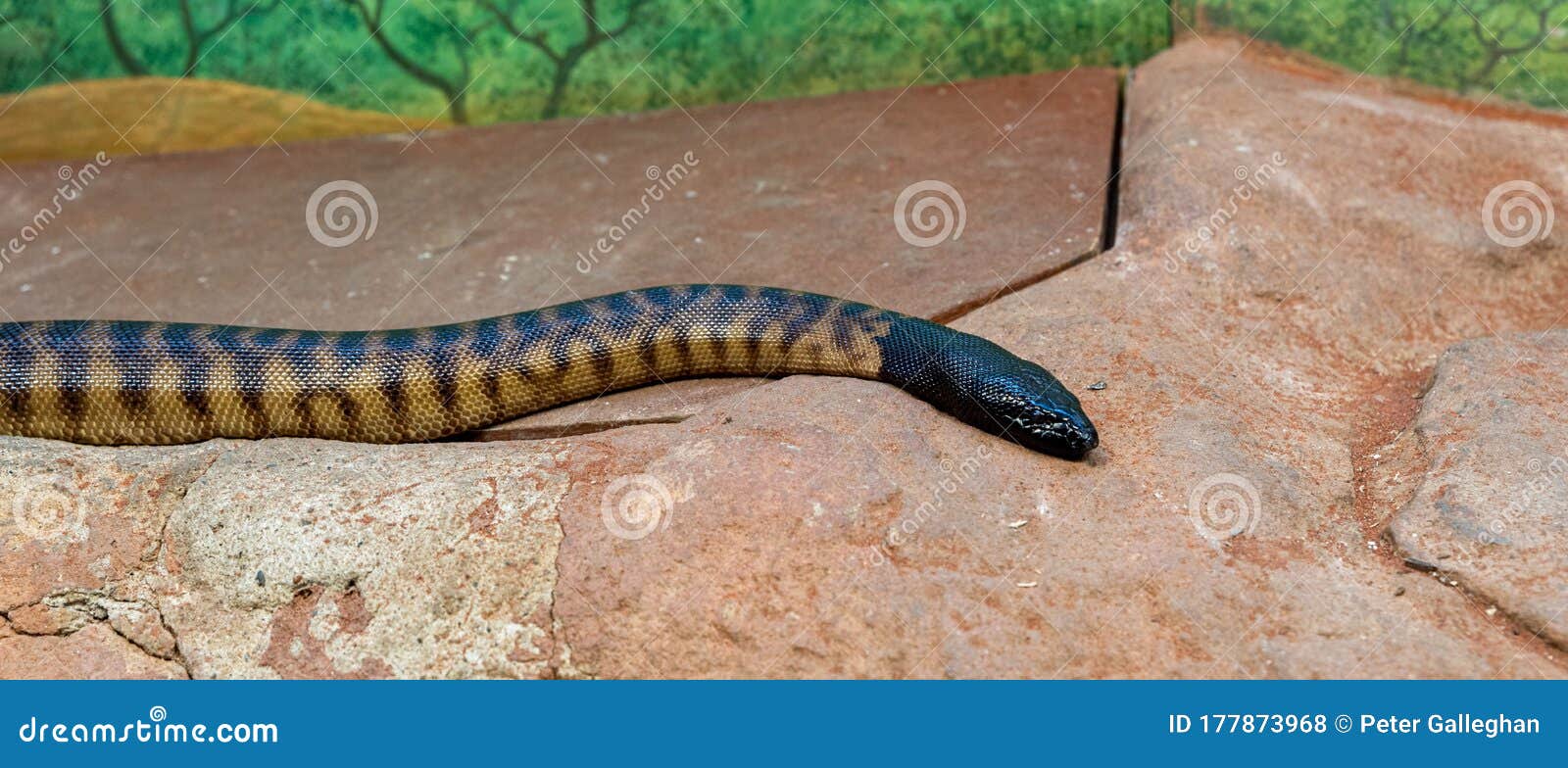 Black-headed Python Aspidites Melanocephalus Slithering Away To Find ... Black-headed Python Aspidites Melanocephalus Slithering Away To Find ...
