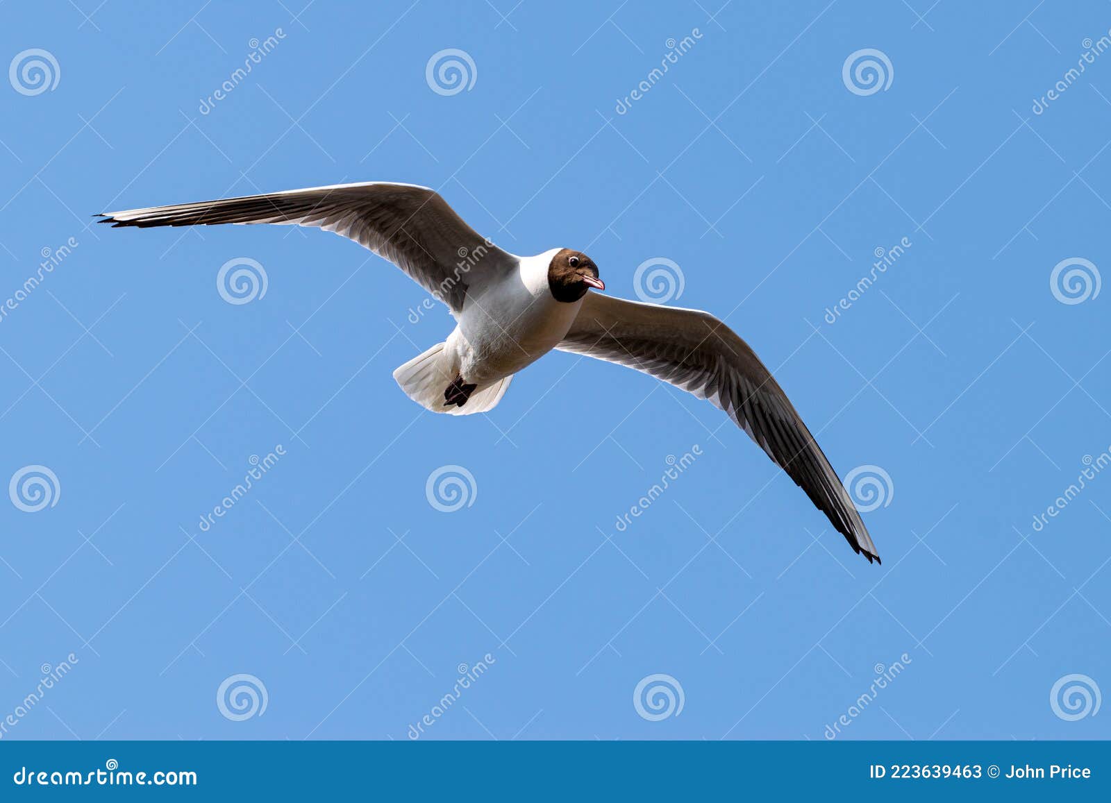 Black-headed Sea Gull Hovering Stock Image - Image of blue, maritime ...