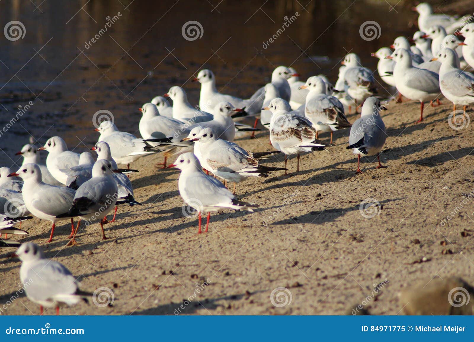 Black Headed Seagulls on the Beach Stock Image - Image of bird ...