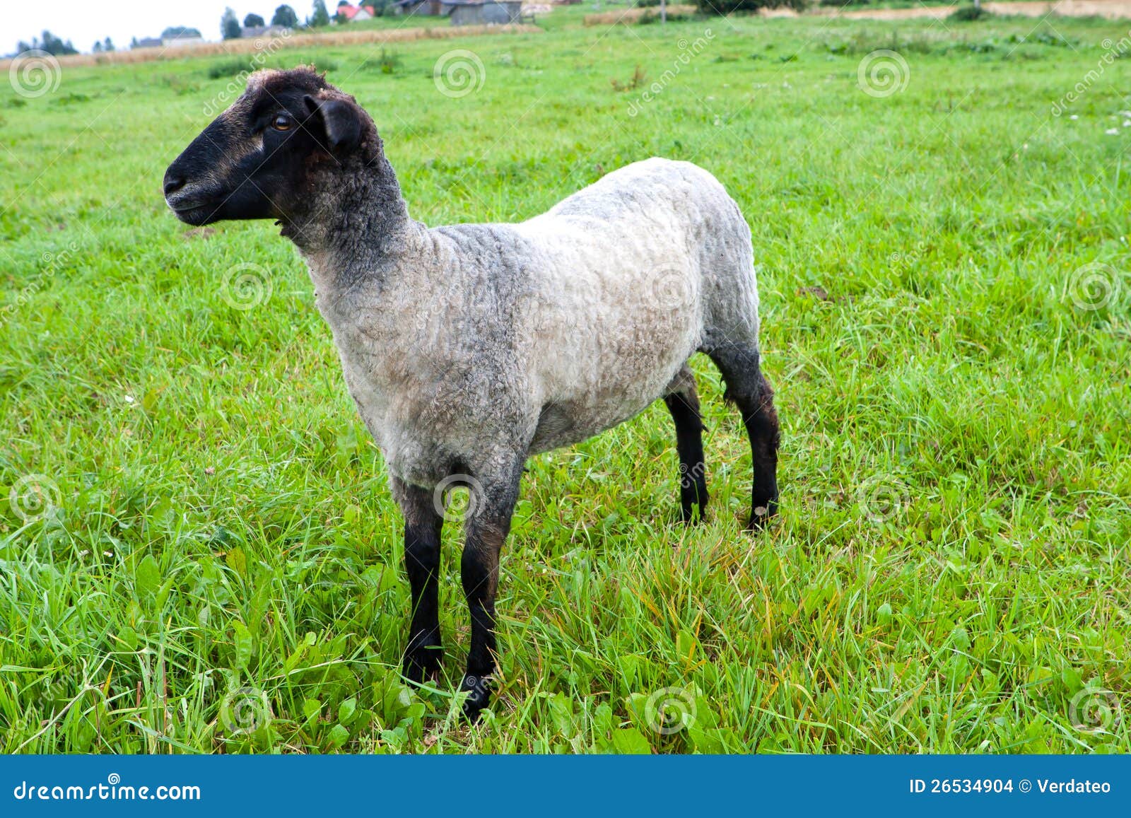 Black headed sheep stock photo. Image of mammal, graze - 26534904