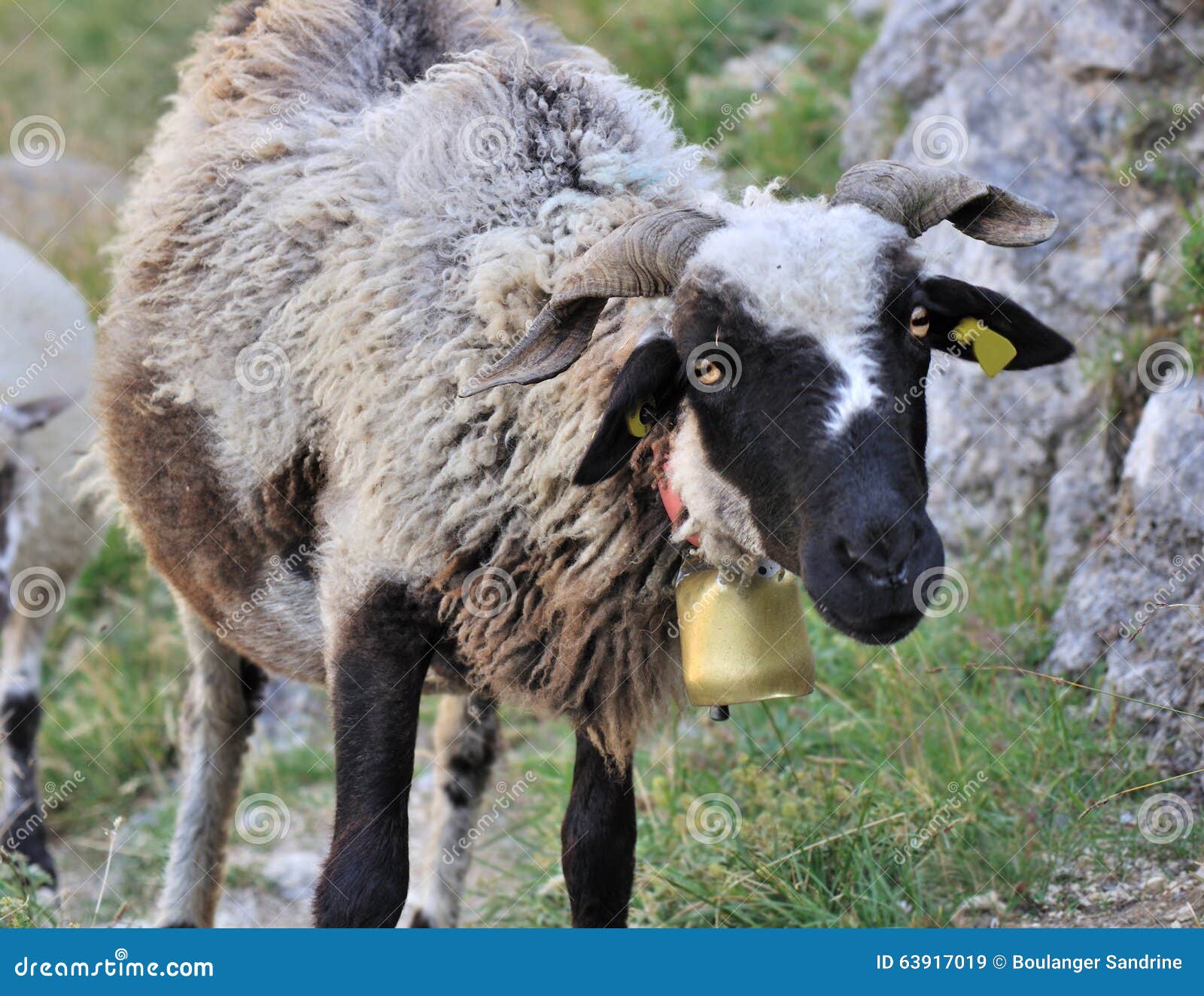 Black-headed sheep stock image. Image of sheep, mountain - 63917019