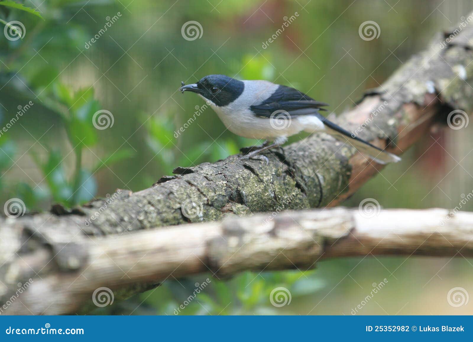 Black-headed sibia stock photo. Image of branch, desgodinsi - 25352982