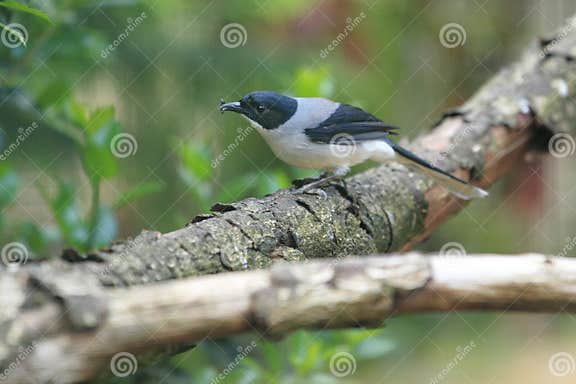 Black-headed sibia stock photo. Image of branch, desgodinsi - 25352982