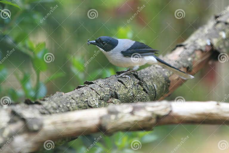 Black-headed sibia stock photo. Image of branch, desgodinsi - 25352982