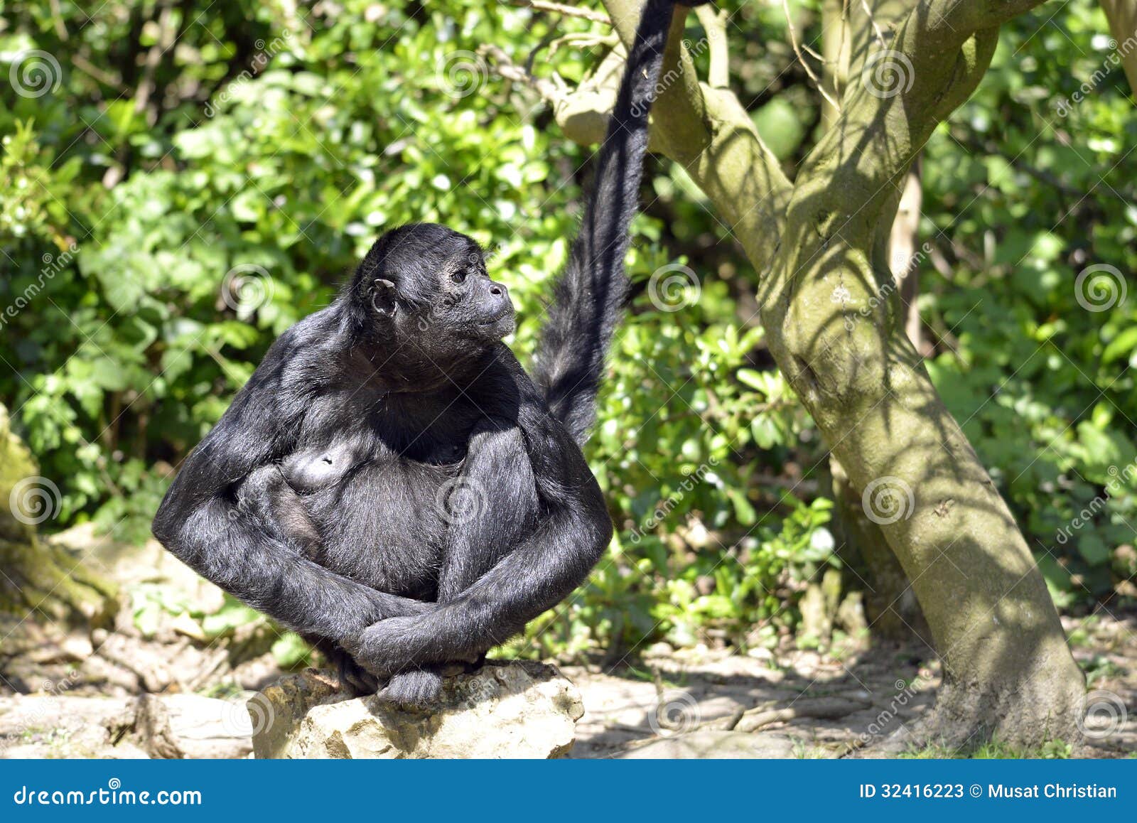 Black-headed Spider Monkey Sitting on Ground Stock Image - Image of ...