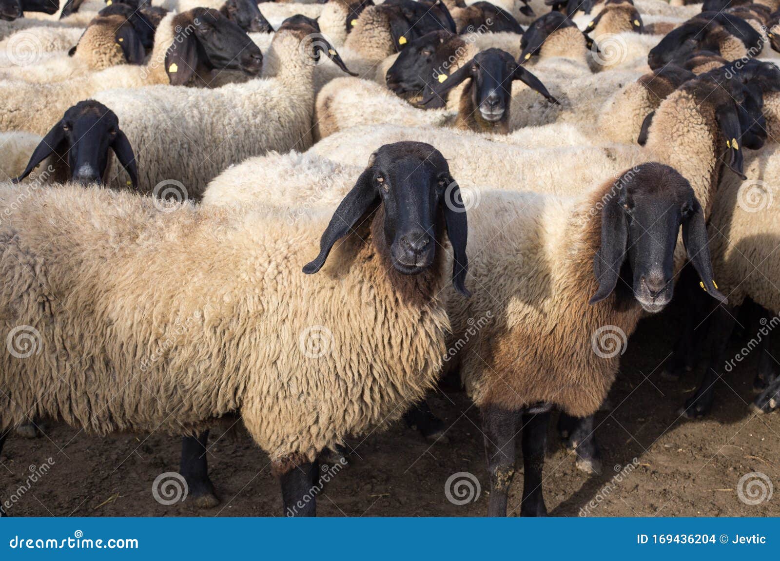 Black Headed Suffolk Sheep on Farm Stock Photo - Image of breed, ranch ...