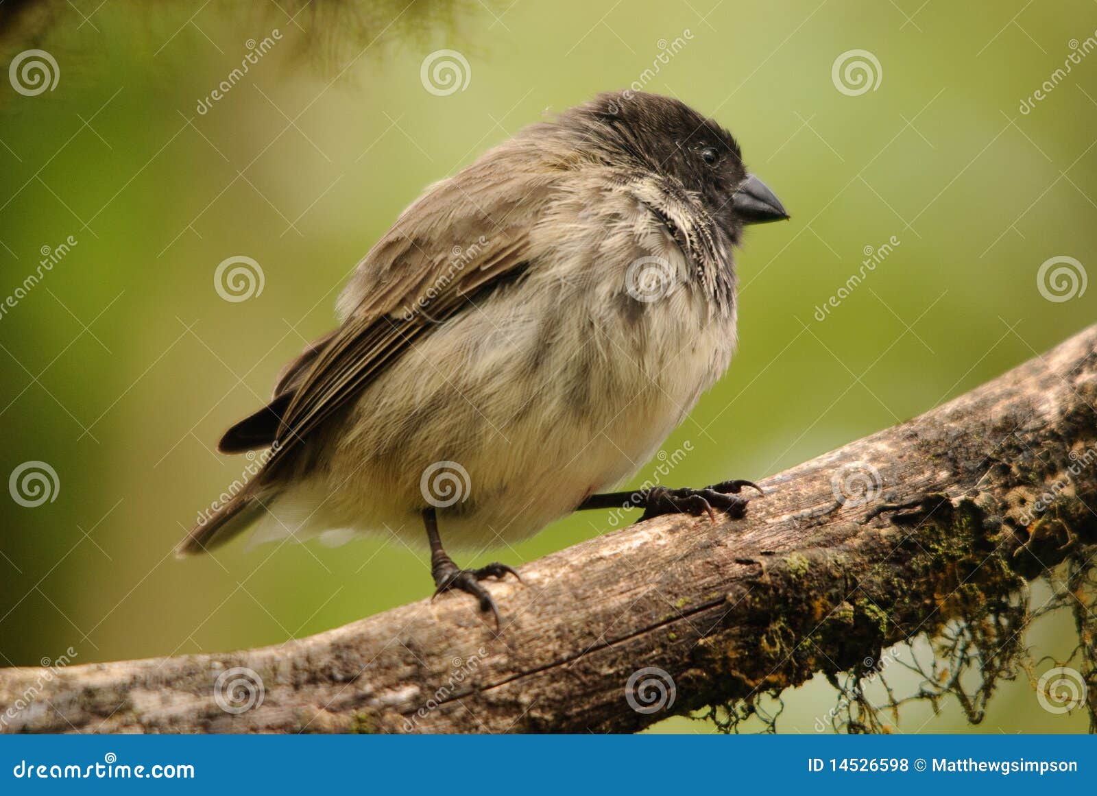 Black Headed Tree Finch - Galapagos Stock Photo - Image of male, darwin ...