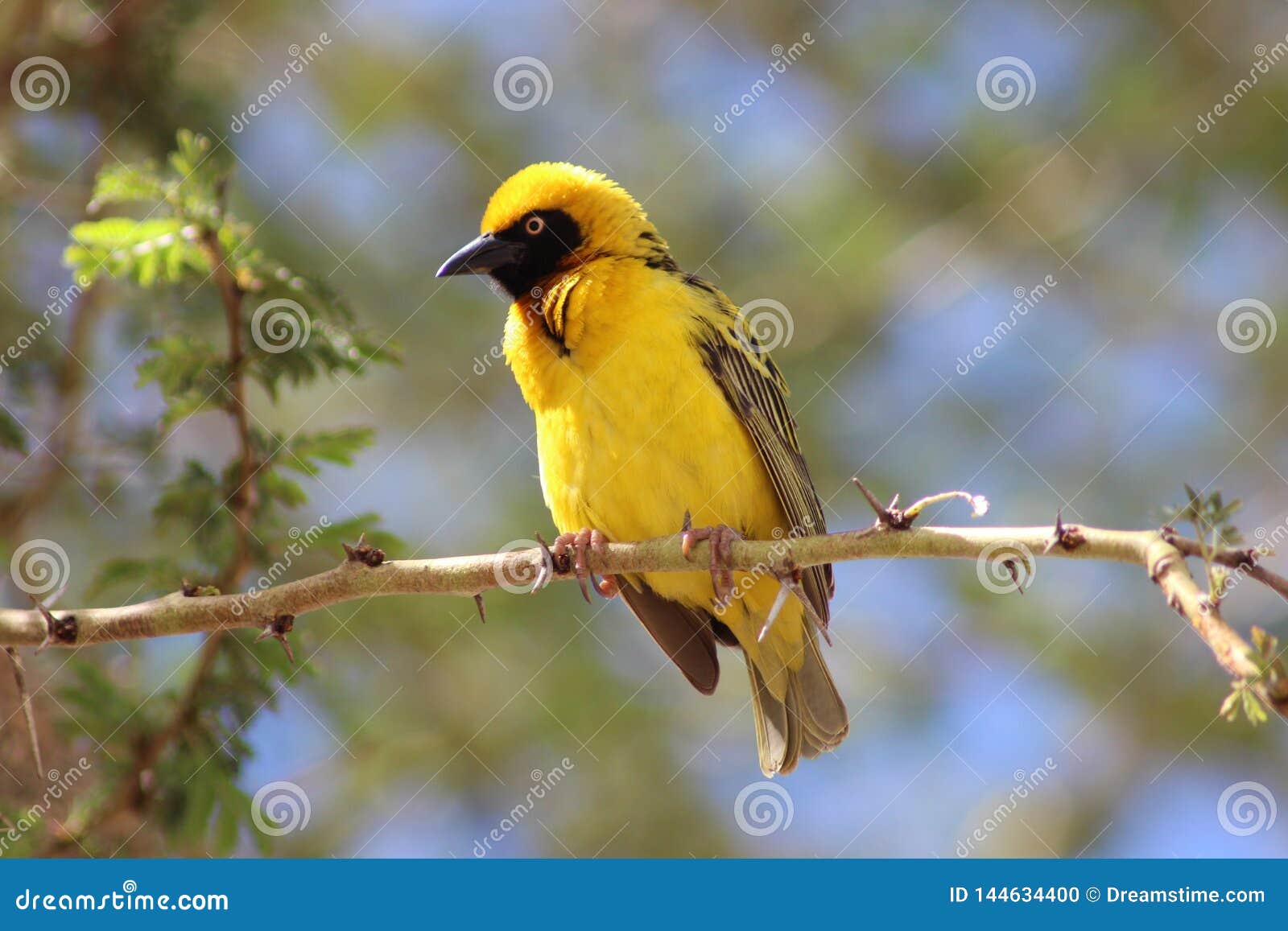 Black Headed Weaver Bird in Tree Stock Photo - Image of black, wild ...