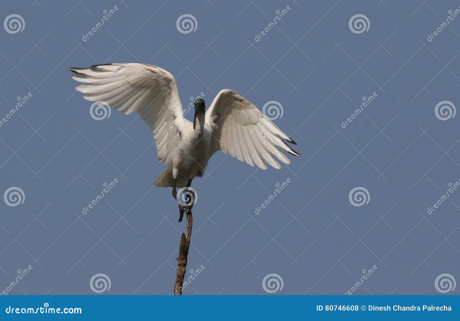 Black Headed White Ibis Feathers Spread Stock Photo - Image of drying ...