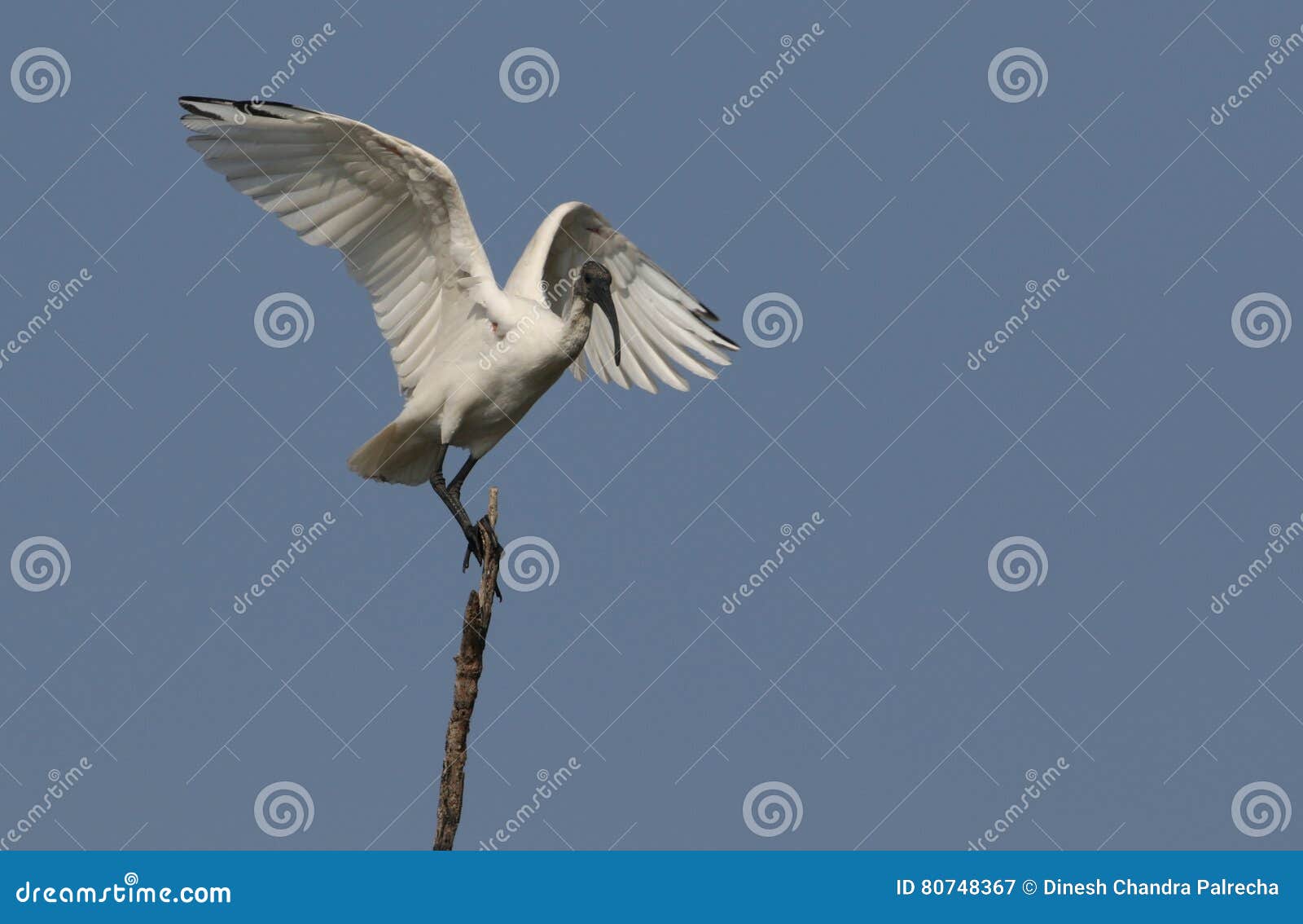Black Headed White Ibis Feathers Spread Stock Image - Image of headed ...