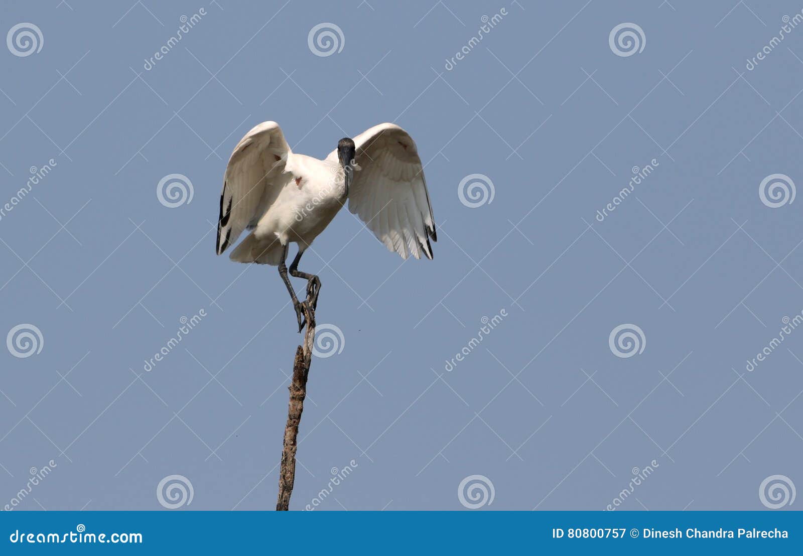 Black Headed White Ibis Feathers Spread Stock Image - Image of black ...