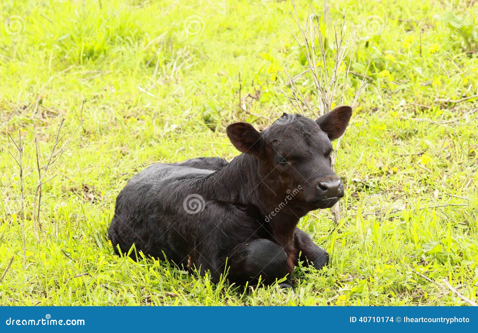 Black Heifer Calf stock photo. Image of iowa, cattle - 40710174