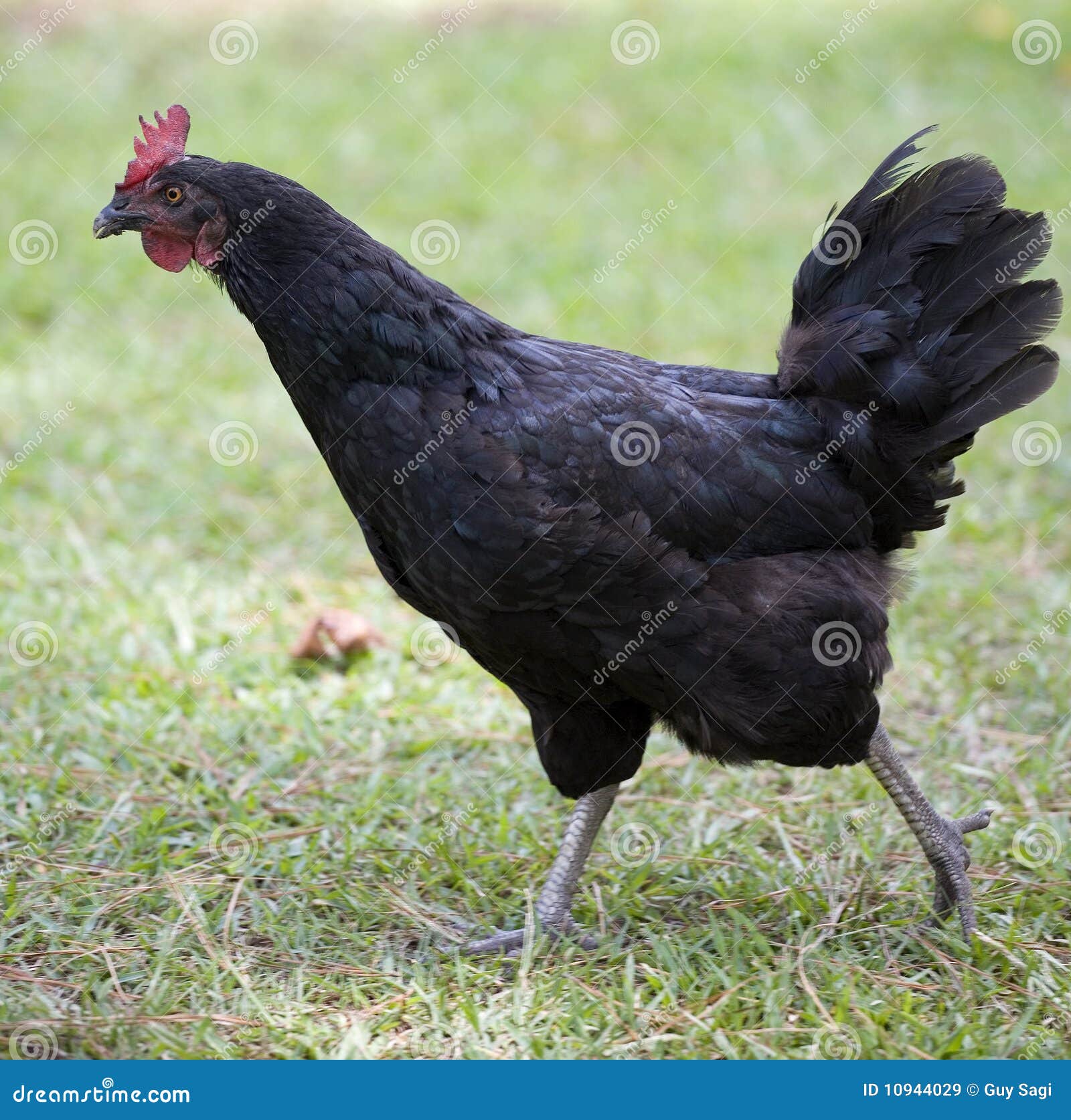 Black hen stock image. Image of female, chicken, bird - 10944029