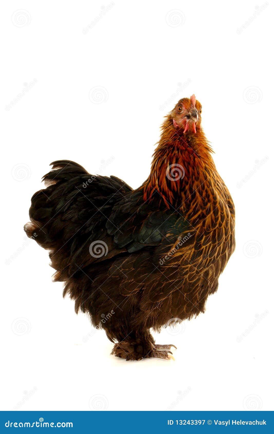 Black hen stock image. Image of roost, season, colour - 13243397