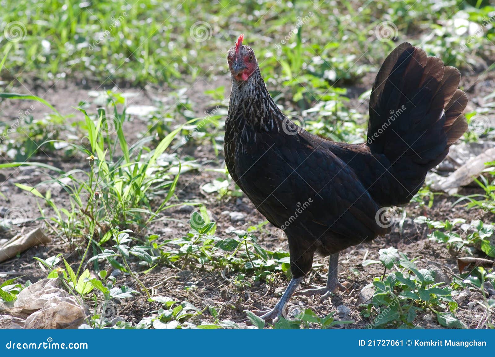 Black hen stock image. Image of rooster, black, easter - 21727061