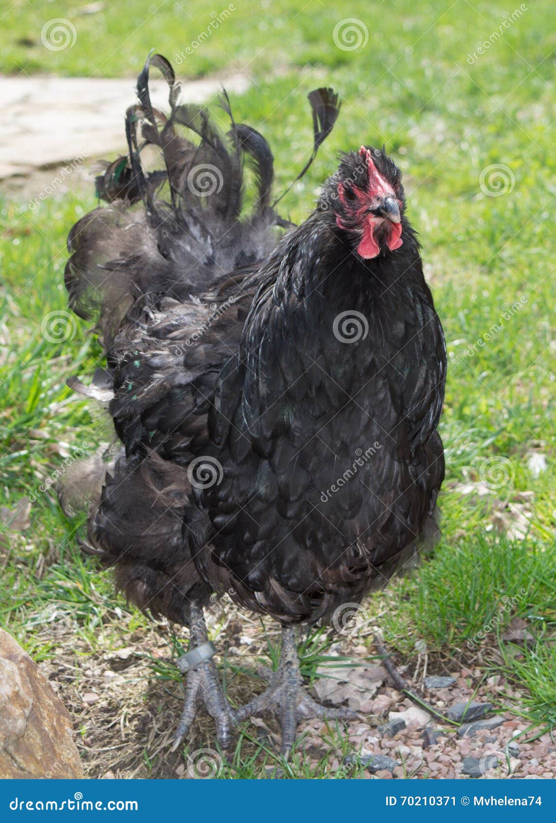 Black hen stock image. Image of outdoor, beak, young - 70210371