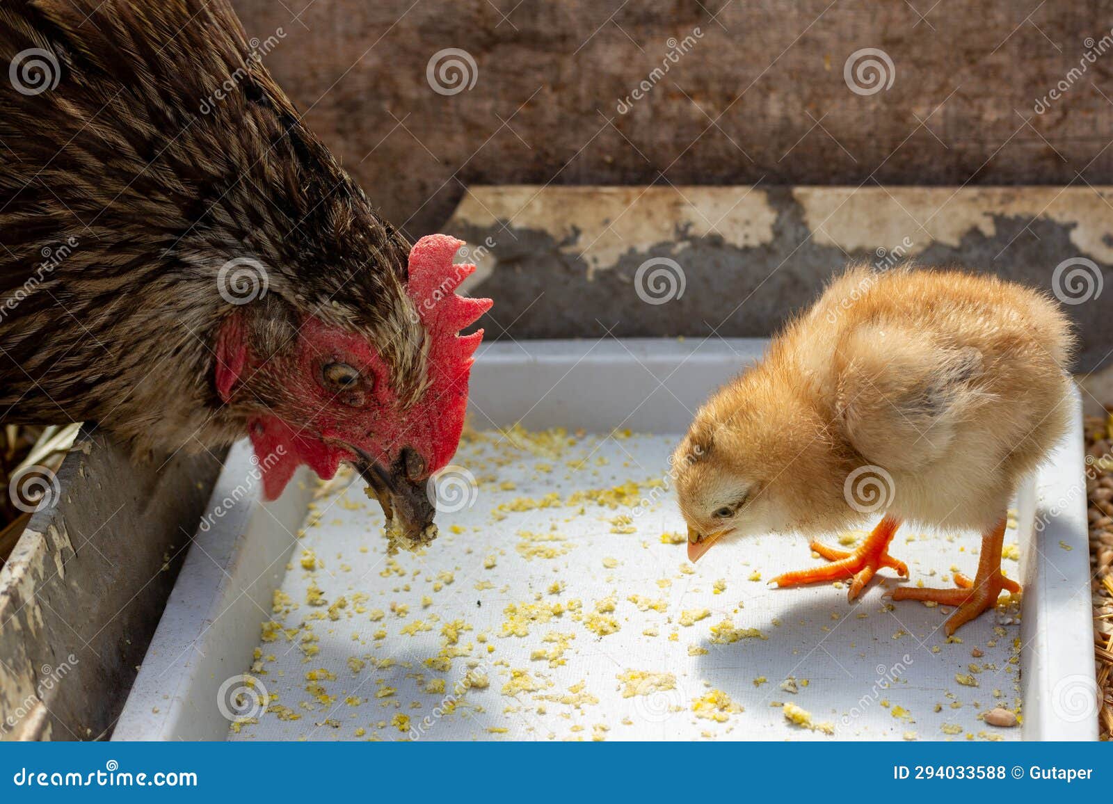 A Black Hen and a Brown Chick Peck a Boiled Egg in a Feeder. Stock ...