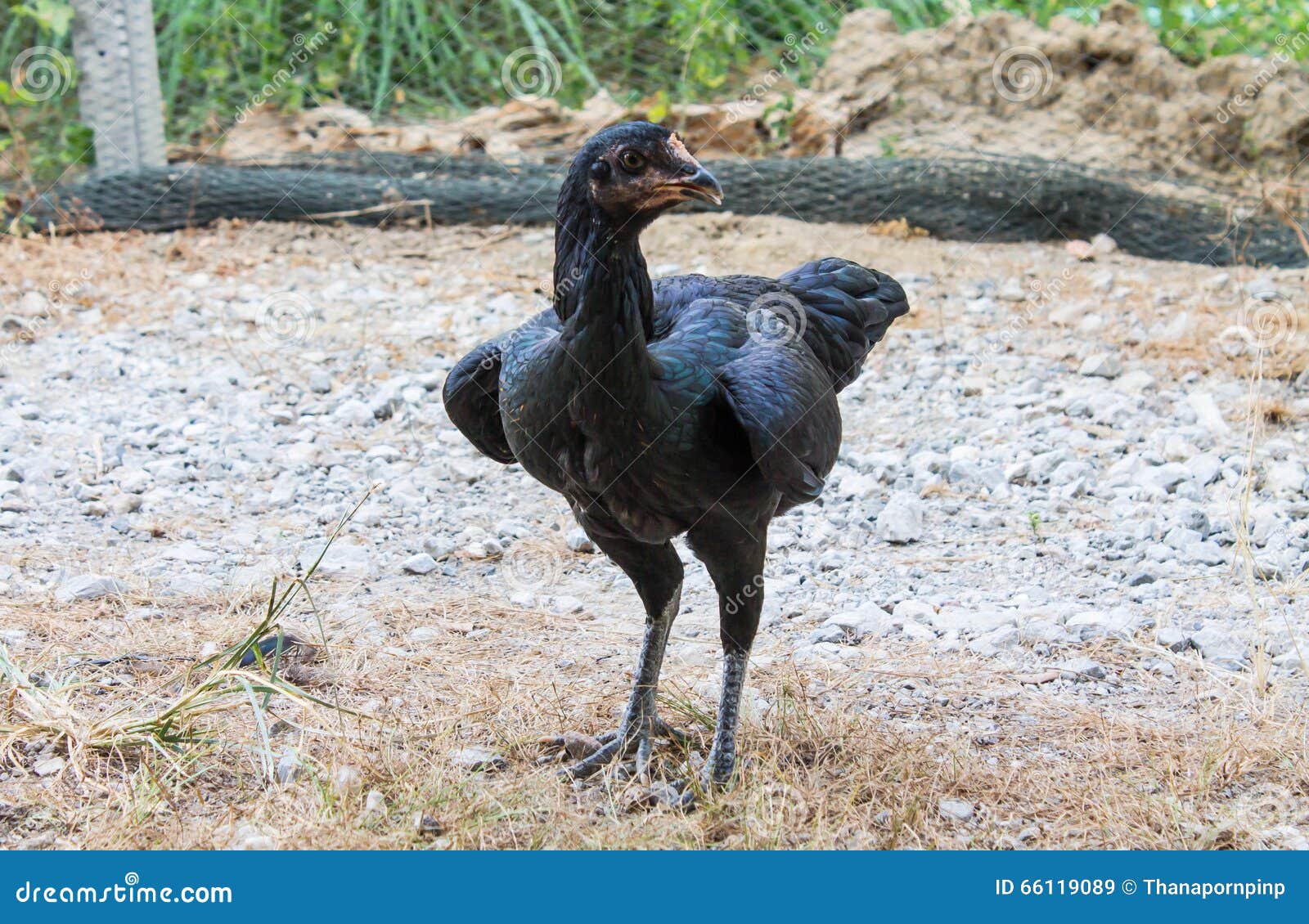 Black hen stock image. Image of livestock, white, healthy - 66119089