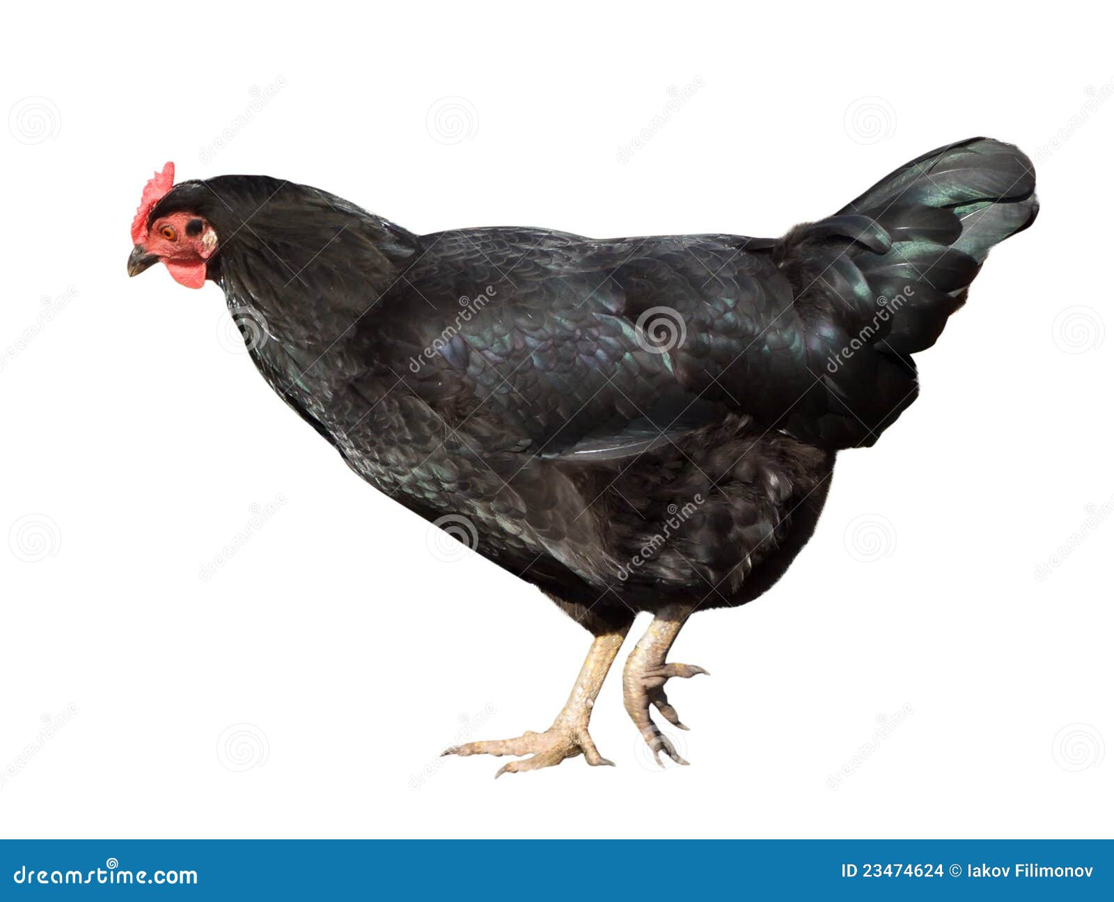 Best Black Fowl