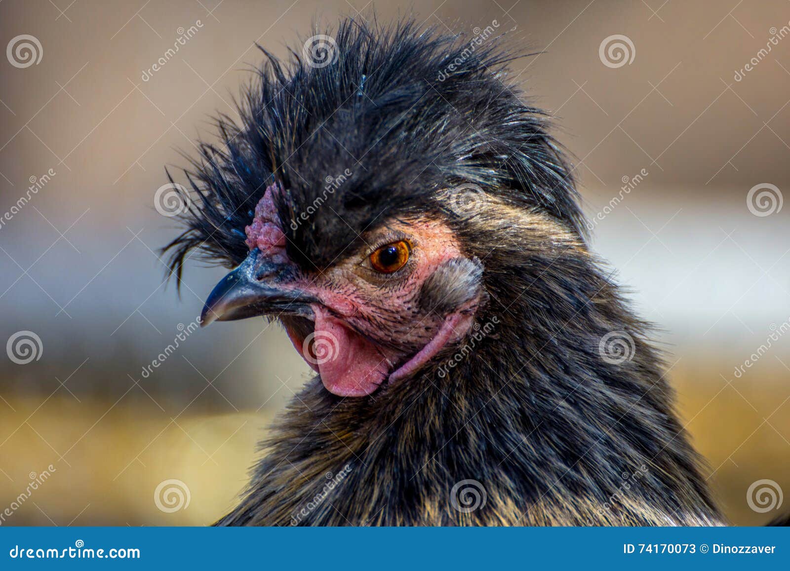 Black hen stock image. Image of comb, single, chicken - 74170073
