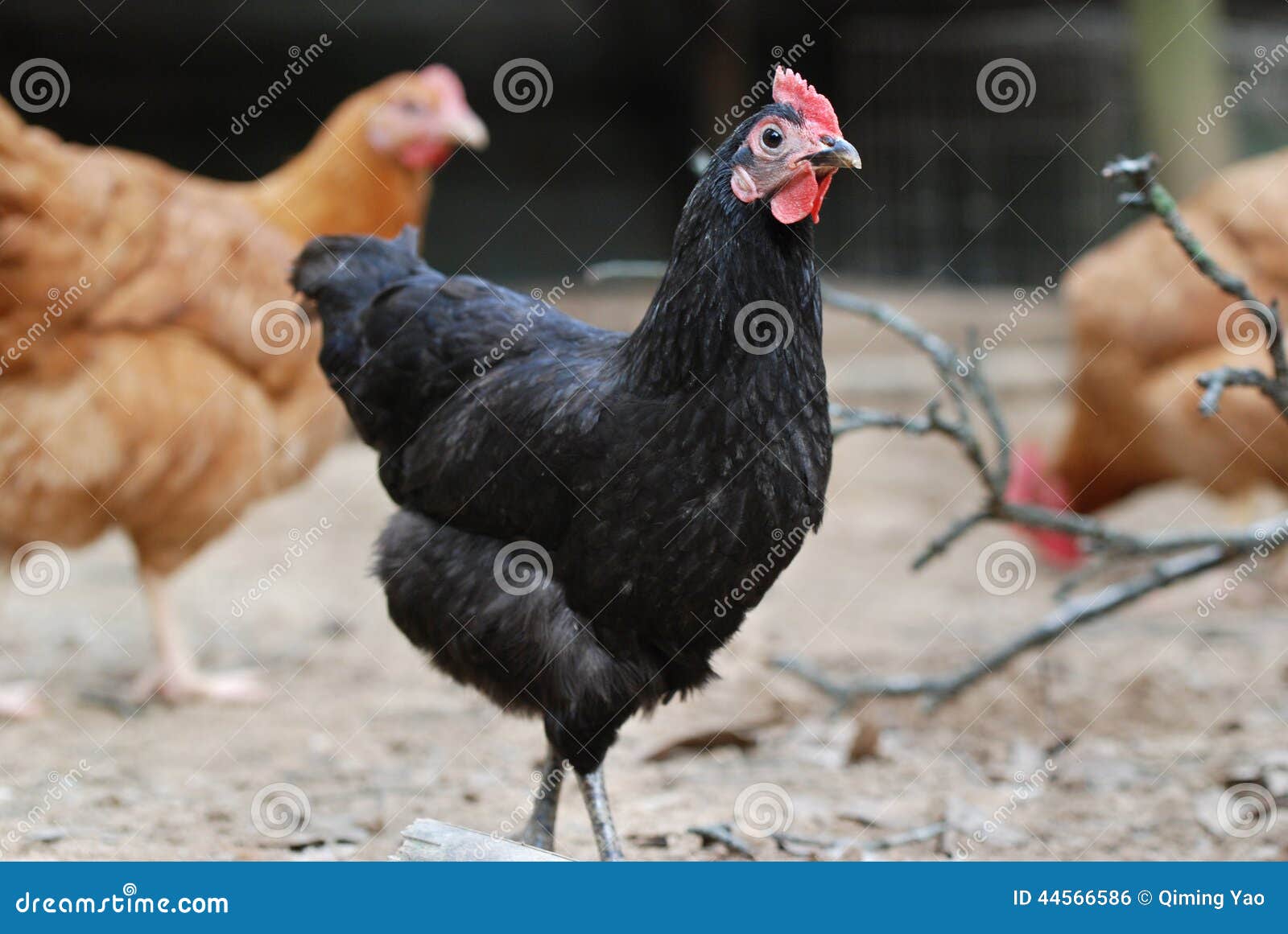 Black hen stock photo. Image of farm, details, black - 44566586