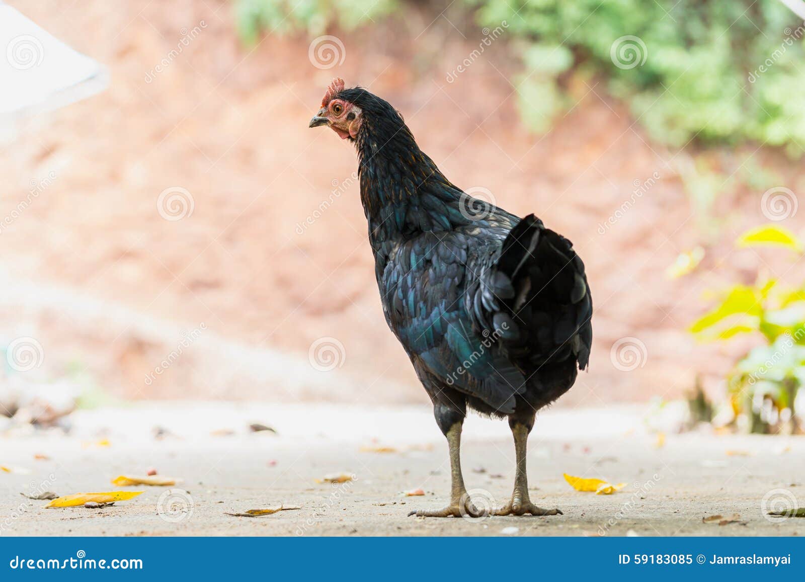 Black hen stock image. Image of poultry, rural, nature - 59183085