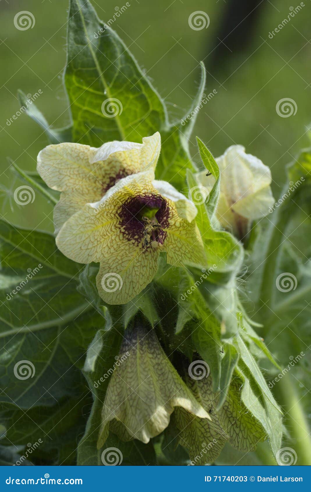 Black Henbane stock image. Image of valley, yellow, arimo - 71740203