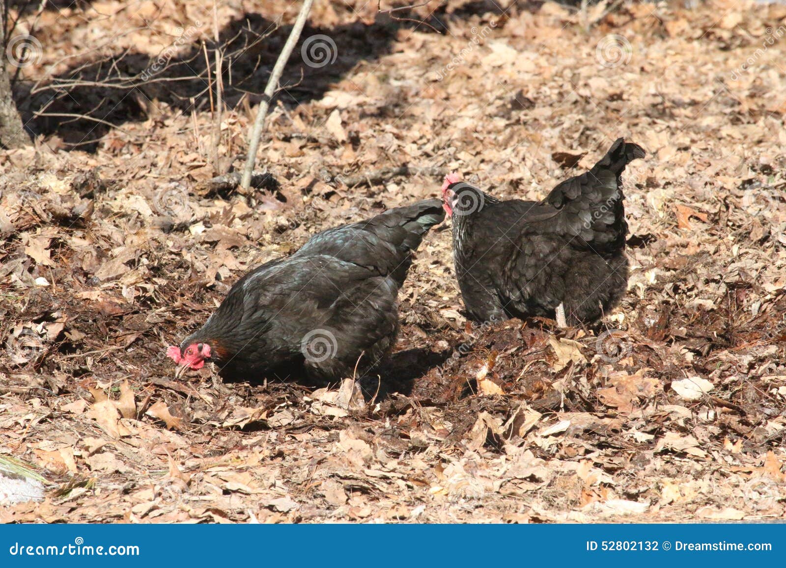 Dead Chicken Hens Stock Photos - Free & Royalty-Free Stock Photos from ...