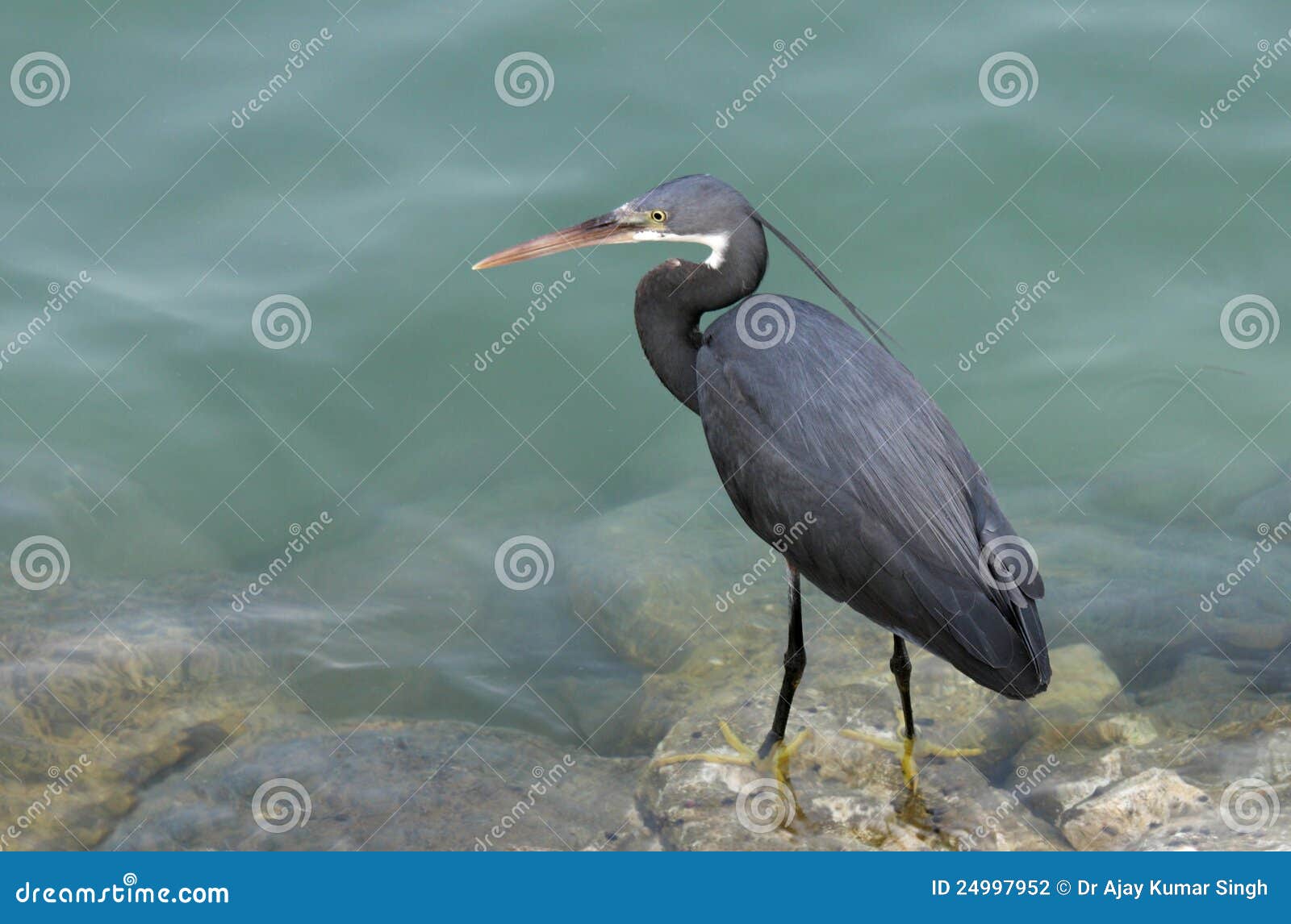 A Black Heron Watching the Movement of the Fish Stock Photo - Image of ...