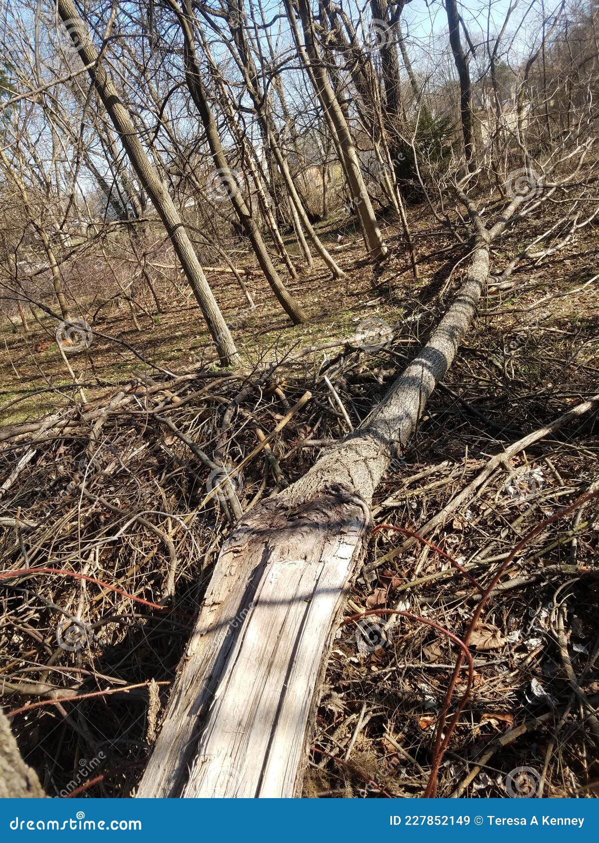 Black Hickory Tree Split by Lightening in a Wooded Area Woods or Forest ...