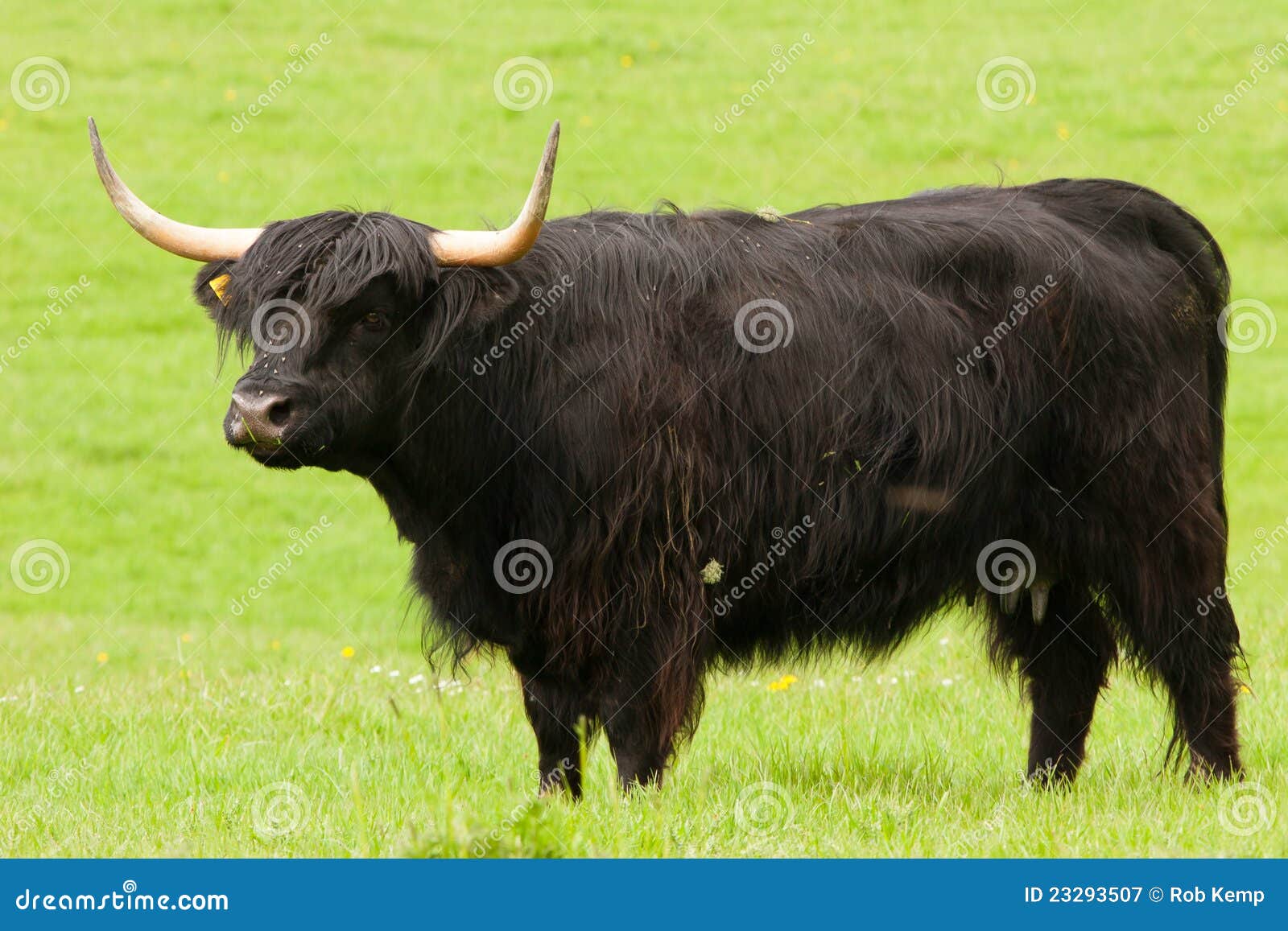 Black Highland Cow with Flies Stock Image - Image of grass, hair: 23293507