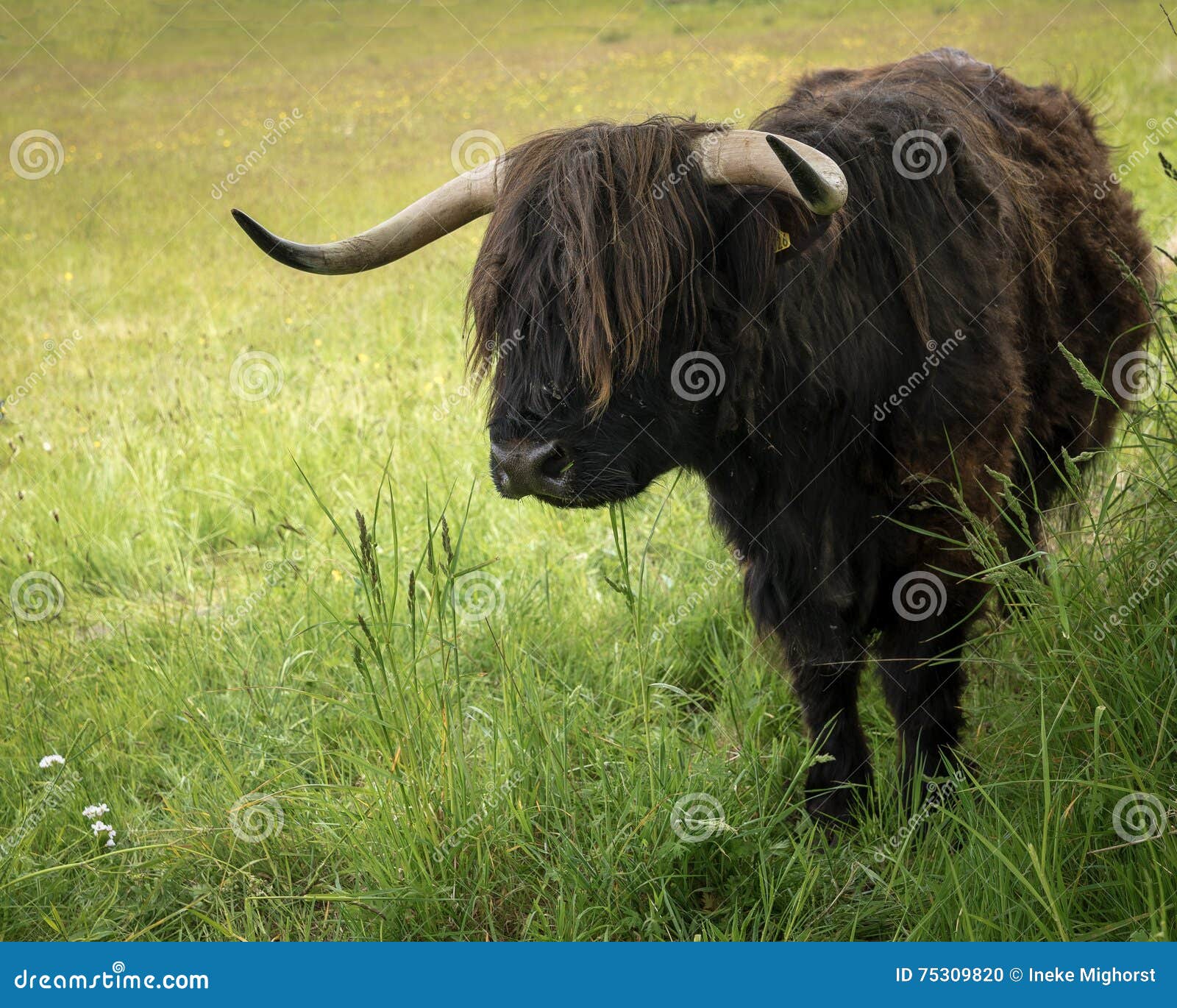 Black highland cow. stock photo. Image of highland, buffalo - 75309820