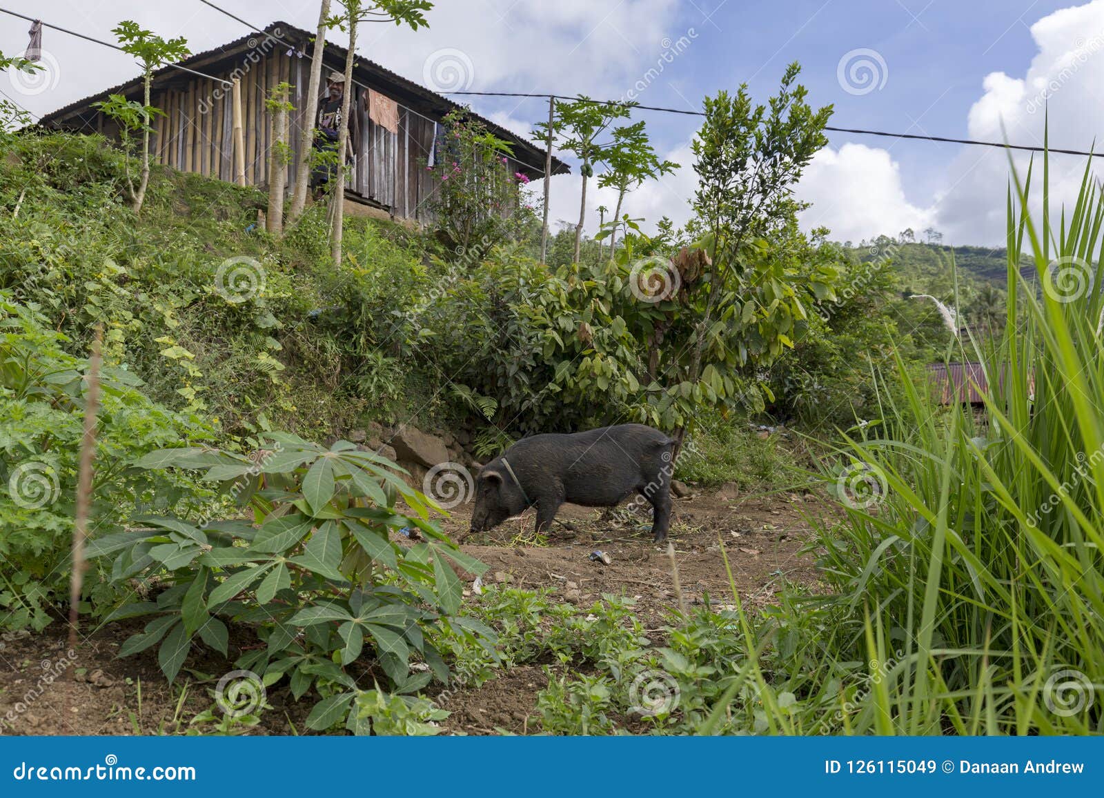 Black hog stock image. Image of rice, beautiful, landscape - 126115049