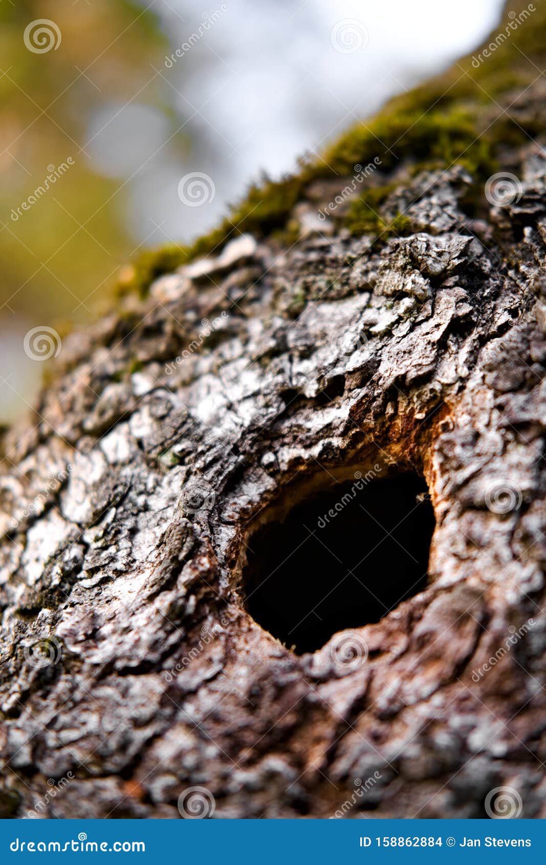 Black Hole in a Mossy Tree Trunk Stock Photo - Image of cracked, forest ...