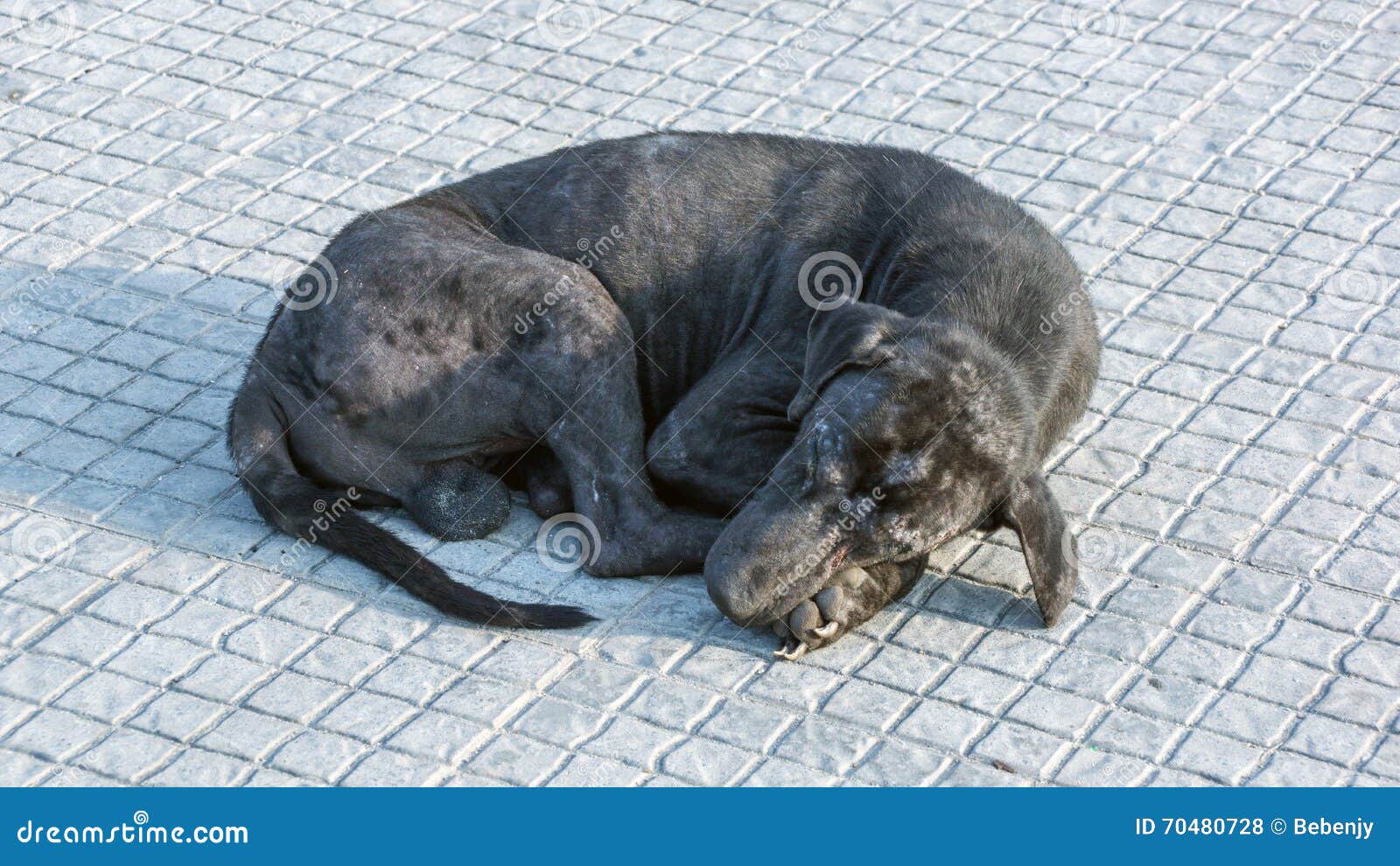 Black homeless dog stock photo. Image of street, mammal - 70480728