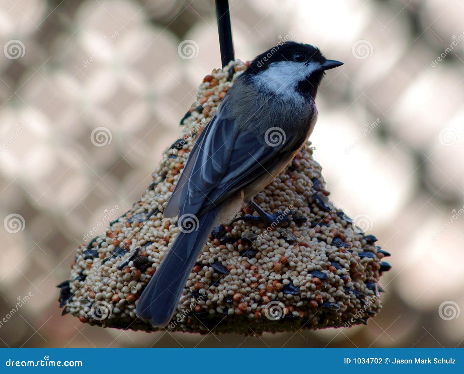 Black Hooded Chickadee stock photo. Image of hooded, tail - 1034702