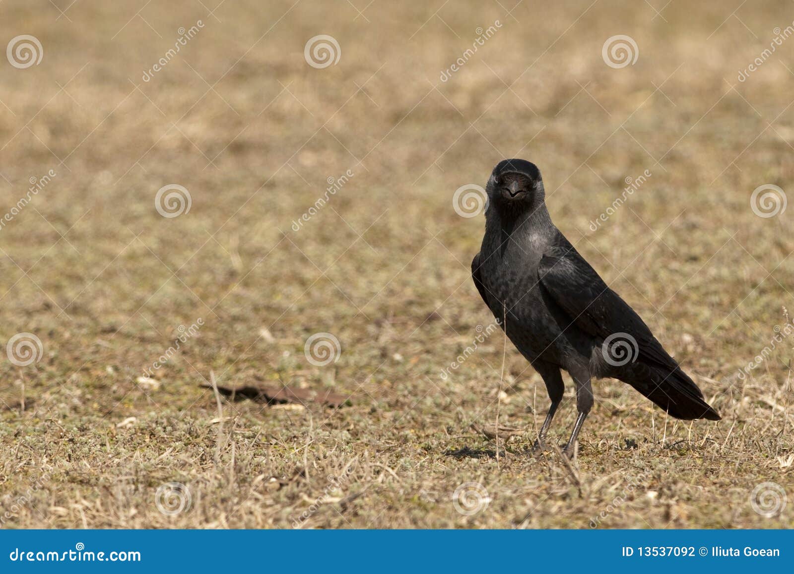 Black Hooded Crow stock photo. Image of hooded, bird - 13537092