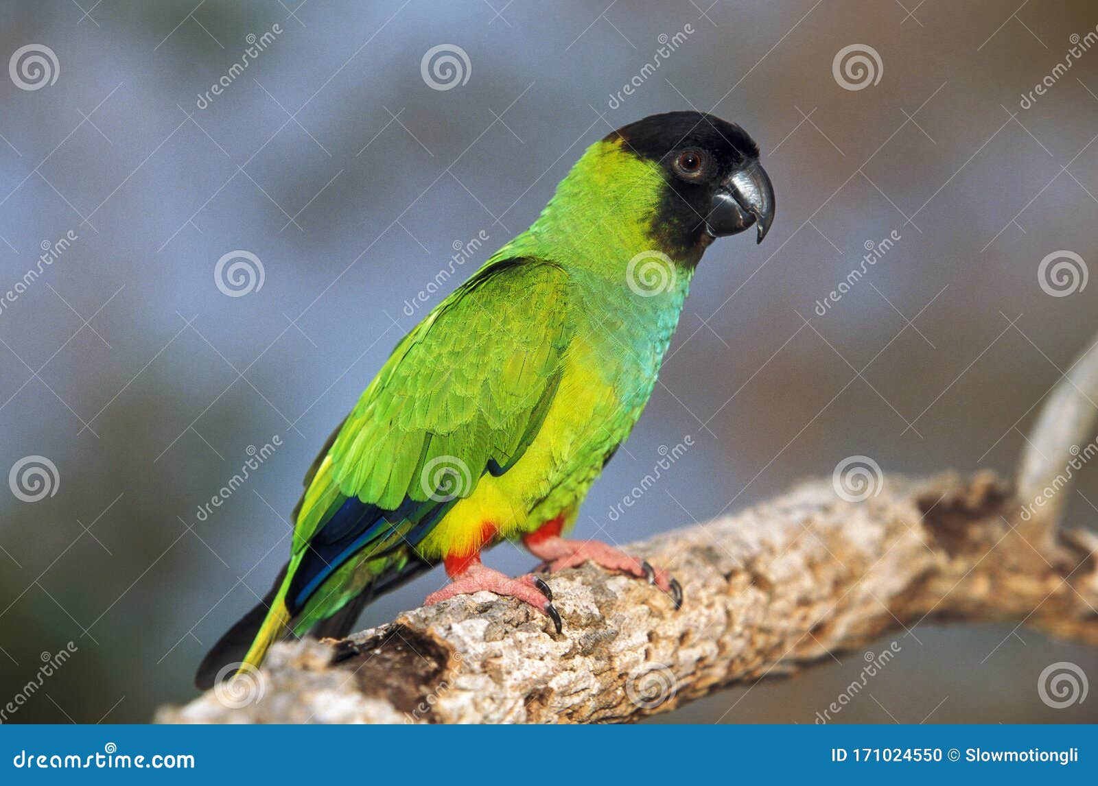 CONURE NANDAY Nandayus Nenday Stock Photo - Image of green, wildlife ... CONURE NANDAY Nandayus Nenday Stock Photo - Image of green, wildlife ...